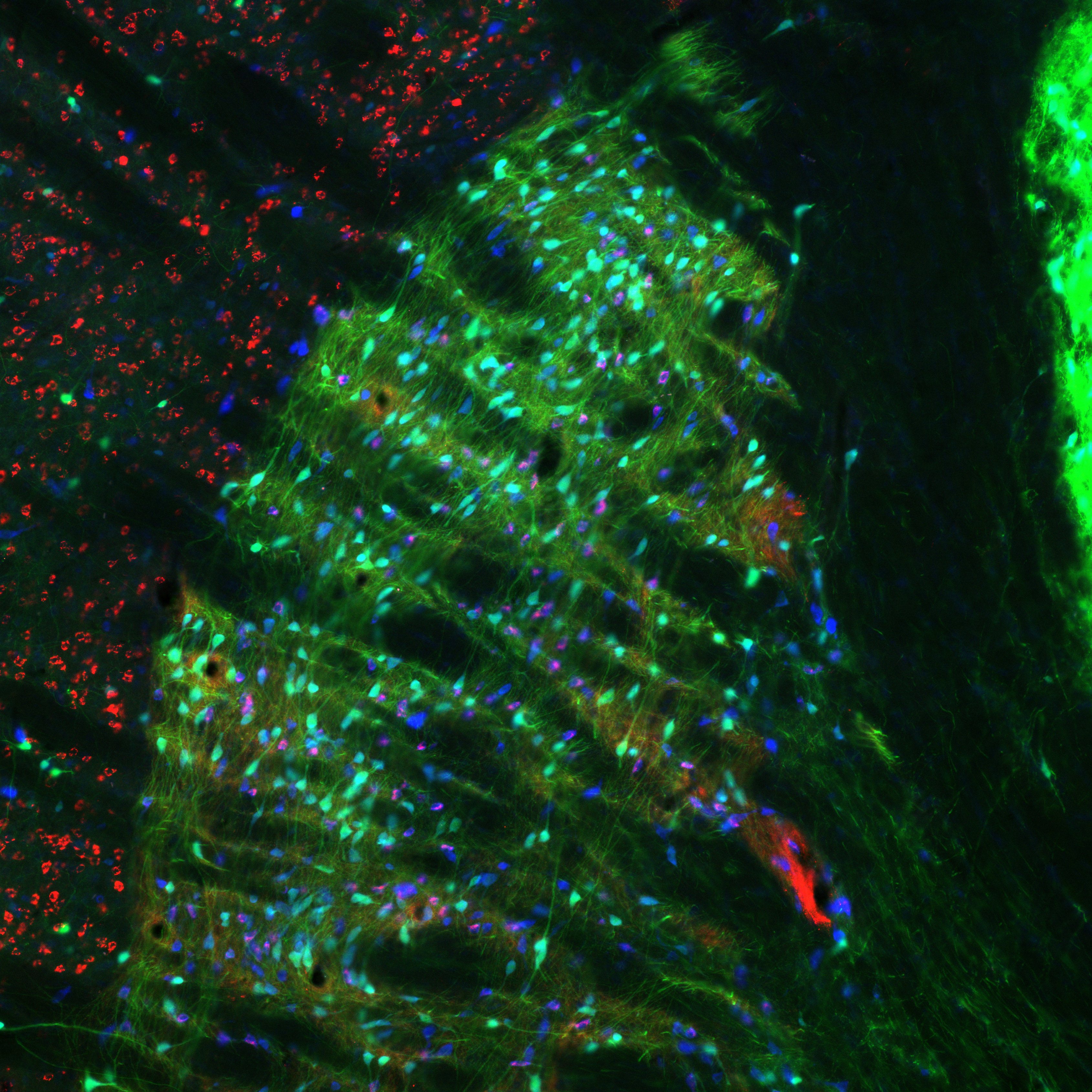 Magill Group | mrcbndu